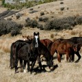 The Kaimanawa Wild Horses – The Wild Horse of New Zealand › Wild Horses ...