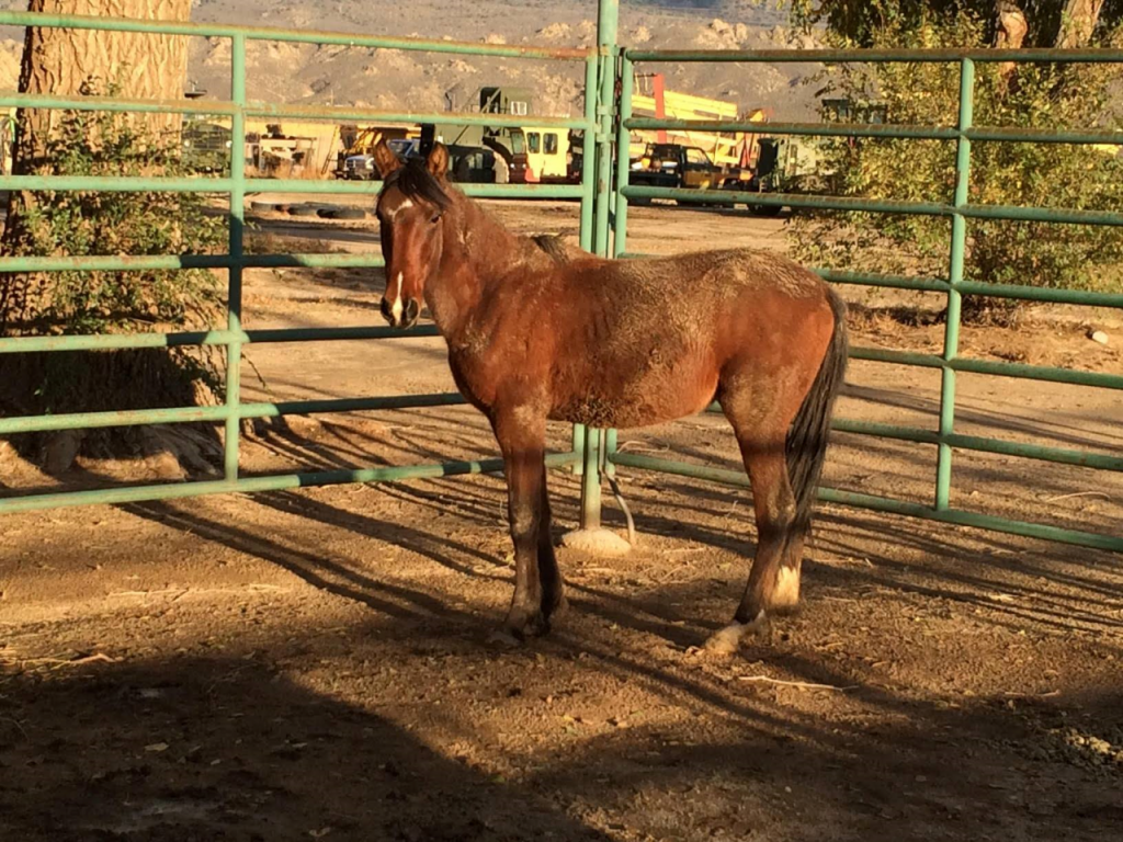 Mustangs Headed to Slaughter Auction if We Don’t Stop Stop It!